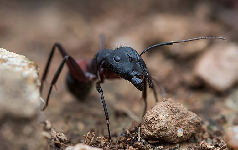 Ants | Pest Identification & Prevention In Tucson, AZ | Pest Friends