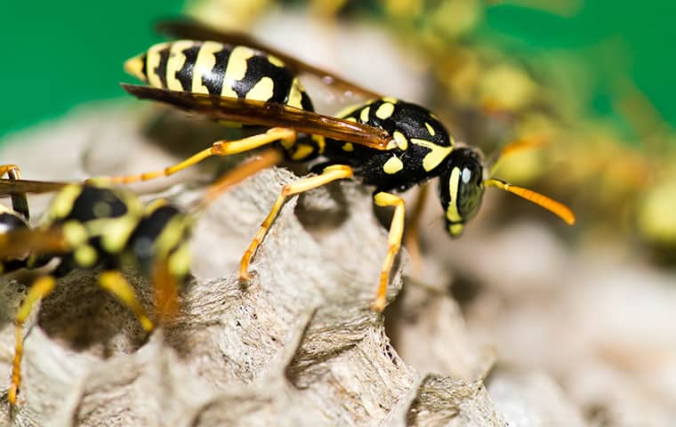Stinging Insects | Pest Identification In Tucson, AZ | Pest Friends