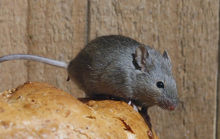 How To Get Rid Of Mice In Your Tucson Home - Pest Friends