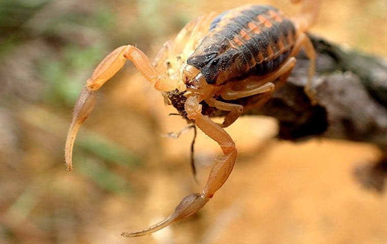 Tucson's Bark Scorpion: What You Should Know - Pest Friends