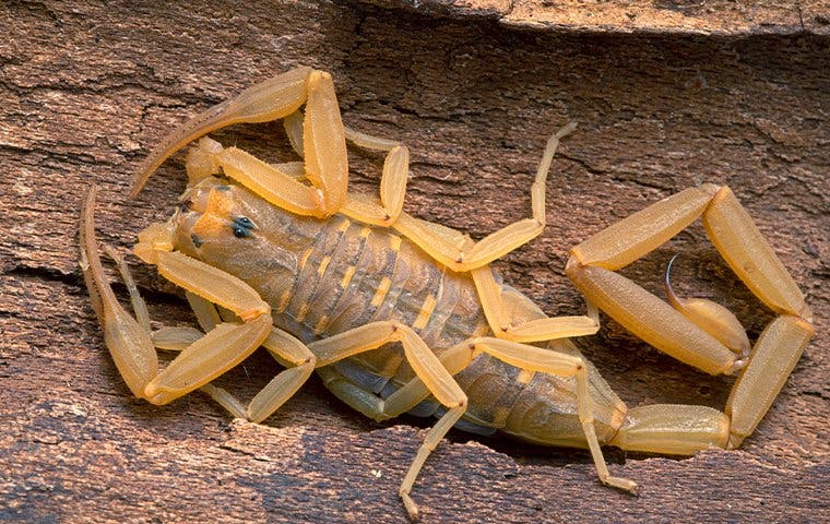 Dealing with Arizona Bark Scorpions - Pest Friends