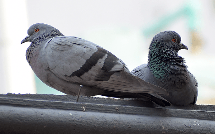 The Best Way To Deal With Pigeons In Tucson - Pest Friends
