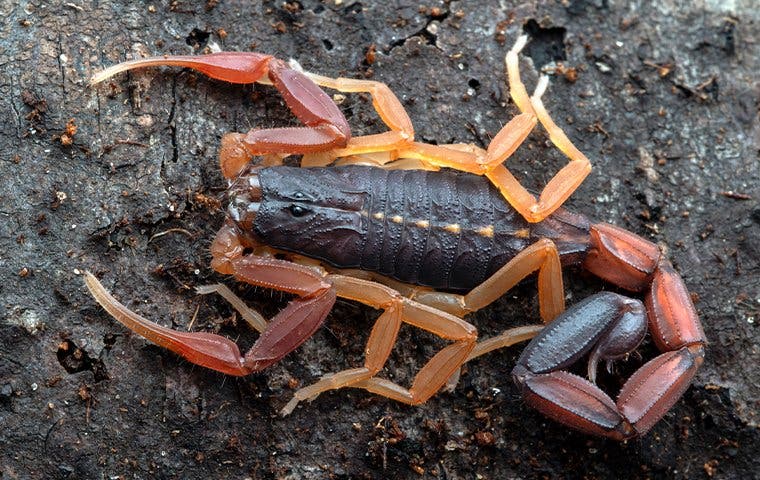 A Useful Guide To Prevent Scorpions Around Your Tucson House - Pest Friends