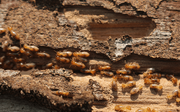 Termite Treatment Tucson, AZ | Tucson Termite Control - Pest Friends