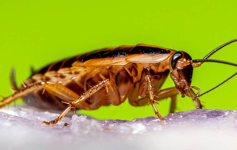 Tucson Homeowners' Secret Weapon To Effective Cockroach Control - Pest ...