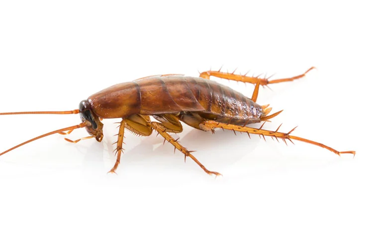 Health Risks of Cockroach Infestations in Tucson : Pest Friends