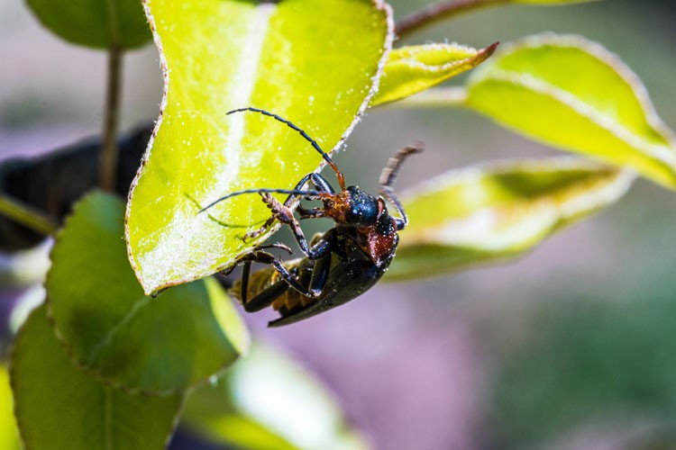 Natural Pest Management Tips for Protecting Your Garden